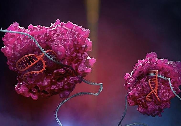 La EMA recomienda aprobar 'Casgevy', la primera terapia de edición génica con CRISPR/Cas9 en ...